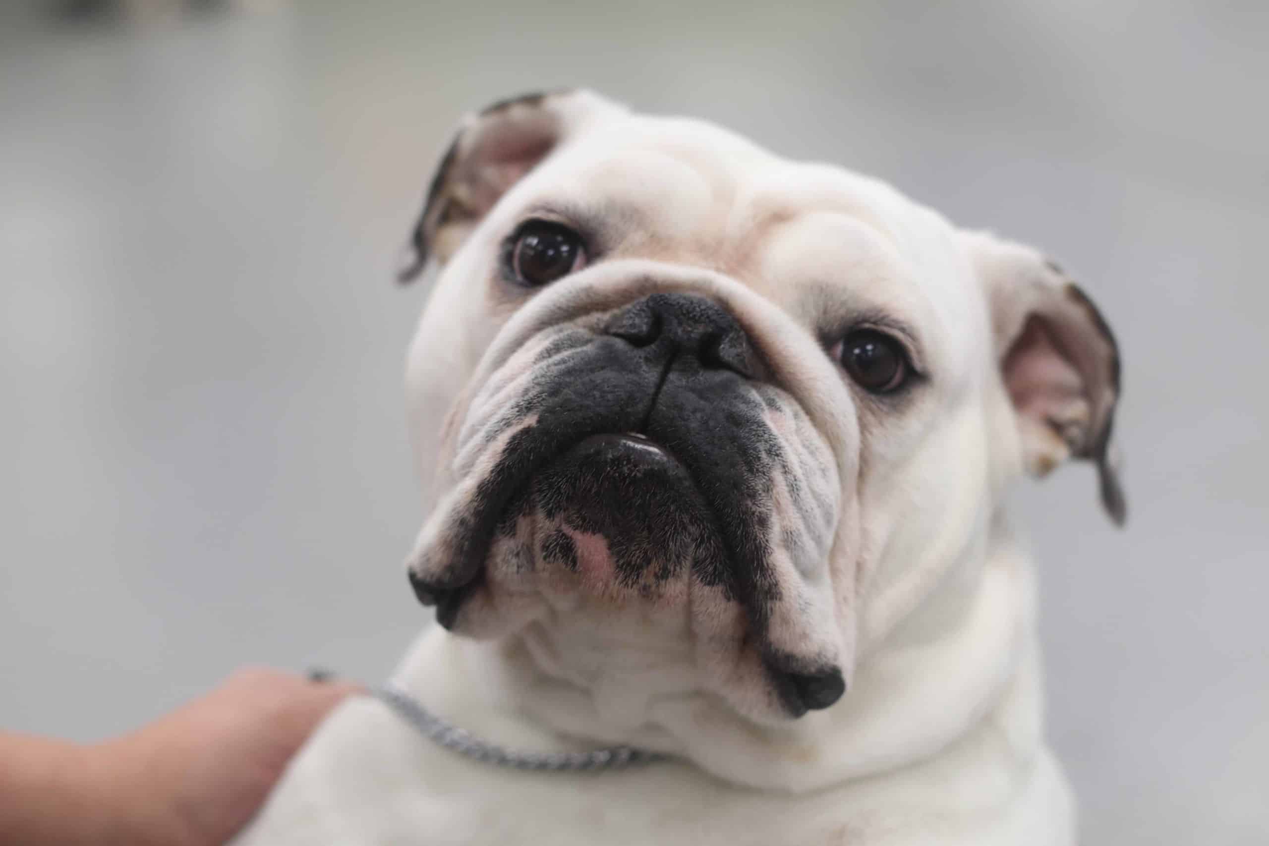 About BCA - The Bulldog Club of America