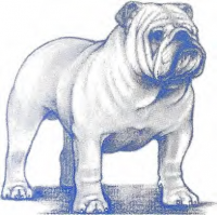 The Bulldog Breed Standard - The Bulldog Club of America