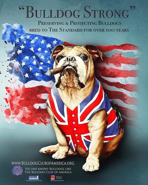 About BCA - The Bulldog Club of America