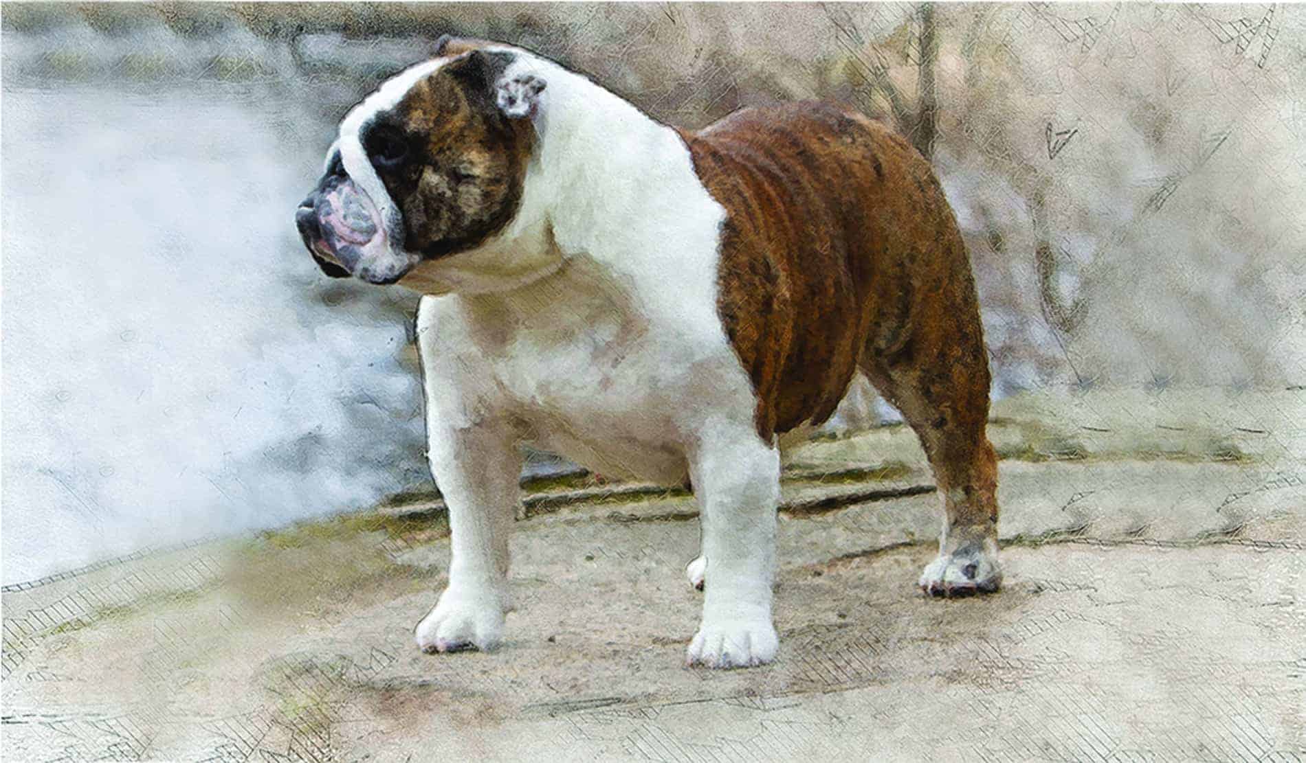 Bulldogger Shop - The Bulldog Club of America