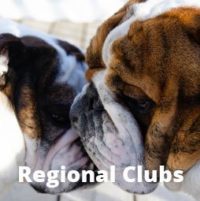 Bulldog Club of America - Home of the Official AKC Bulldog Breed Club ...