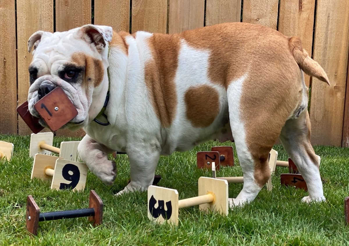 Bull-Blog - The Bulldog Club of America