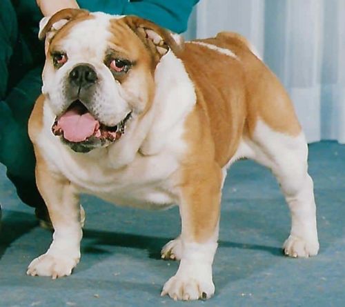 Performance HOF Inductees - The Bulldog Club of America