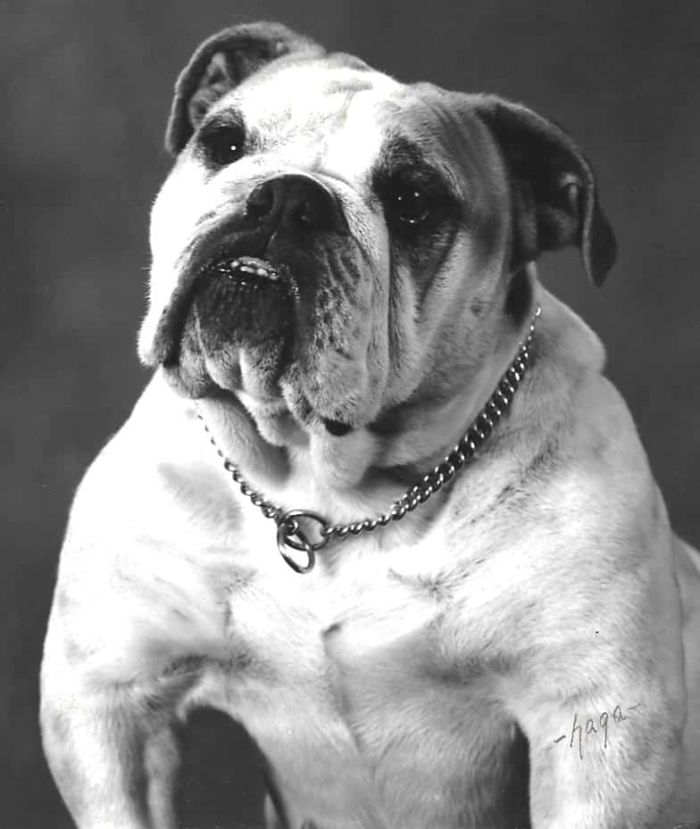 Performance HOF Inductees - The Bulldog Club of America