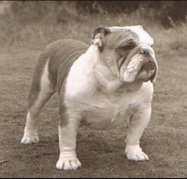 History in Images The Bulldog Club of America The Official AKC Bulldog Club
