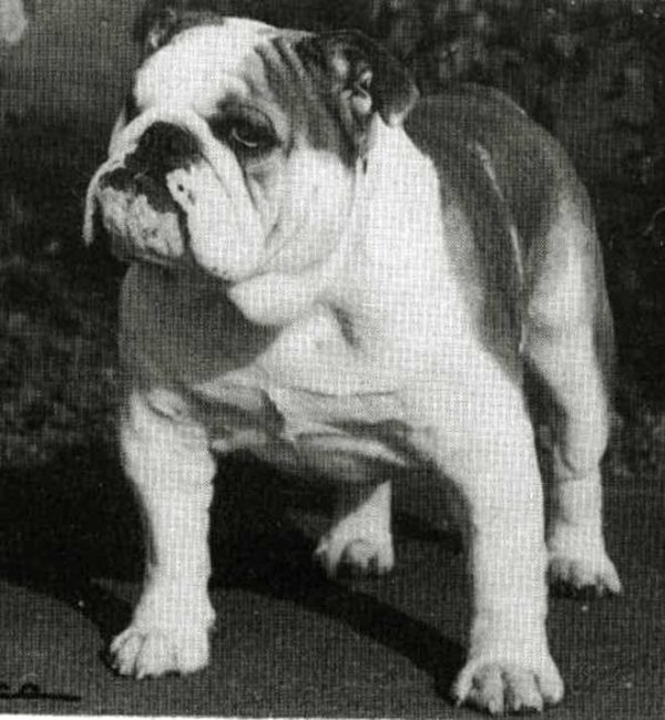 Bulldog History in Images - The Bulldog Club of America