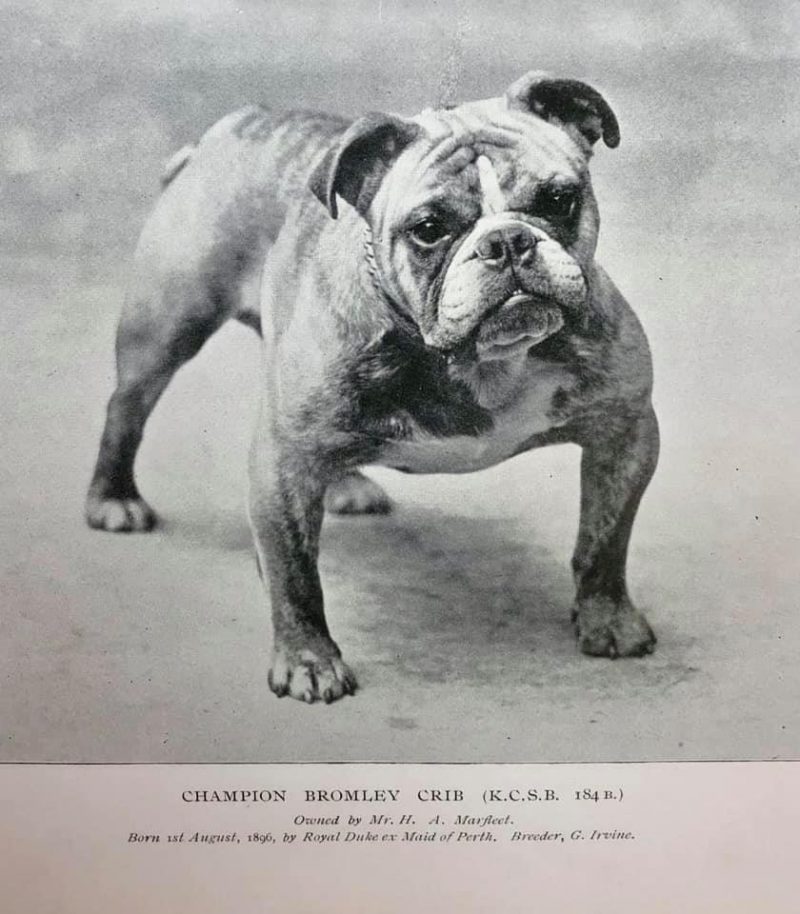 Bulldog History in Images - The Bulldog Club of America