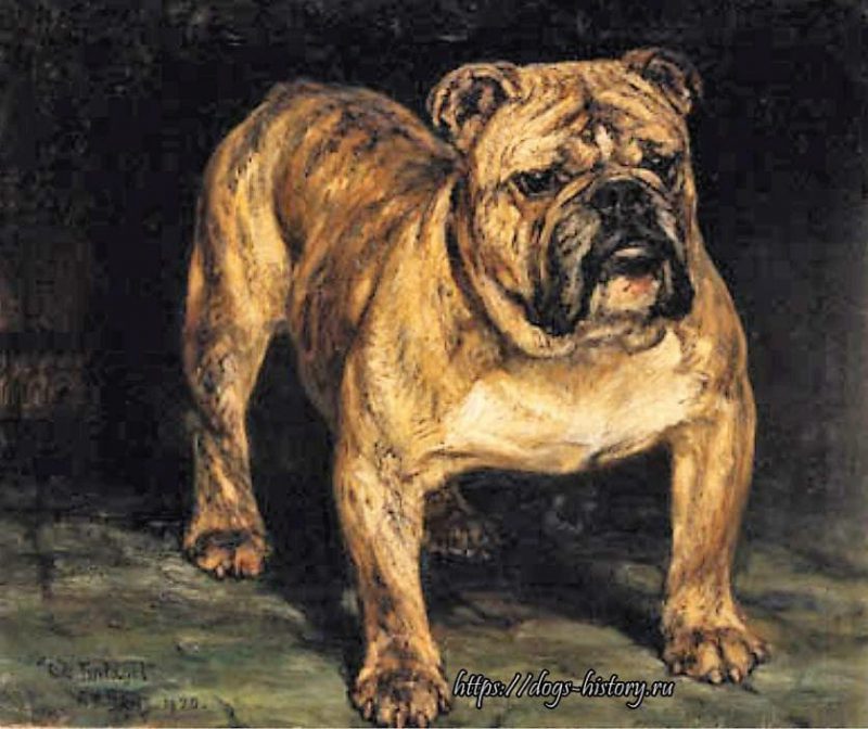 Bulldog History in Images - The Bulldog Club of America