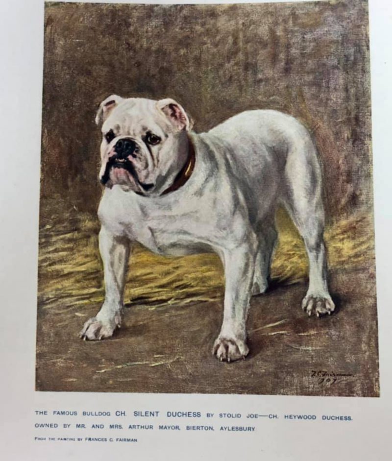 Bulldog History in Images - The Bulldog Club of America