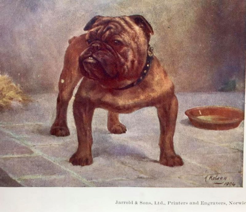 Bulldog History in Images - The Bulldog Club of America