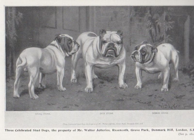 Bulldog History in Images - The Bulldog Club of America