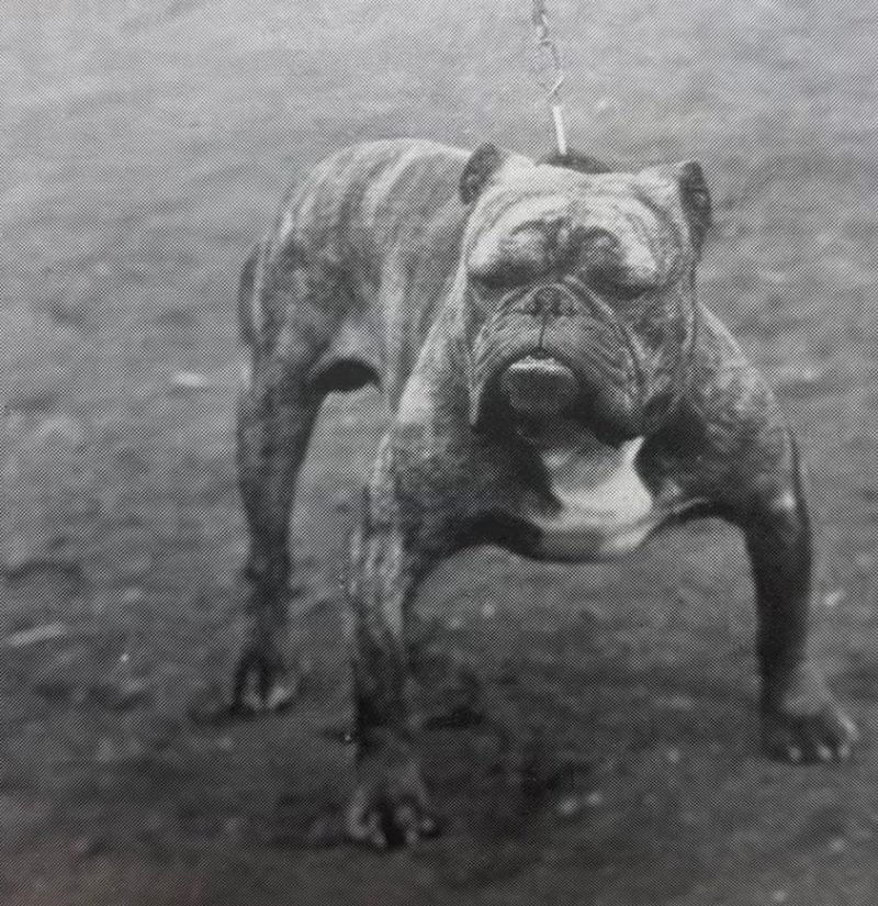Bulldog History in Images - The Bulldog Club of America