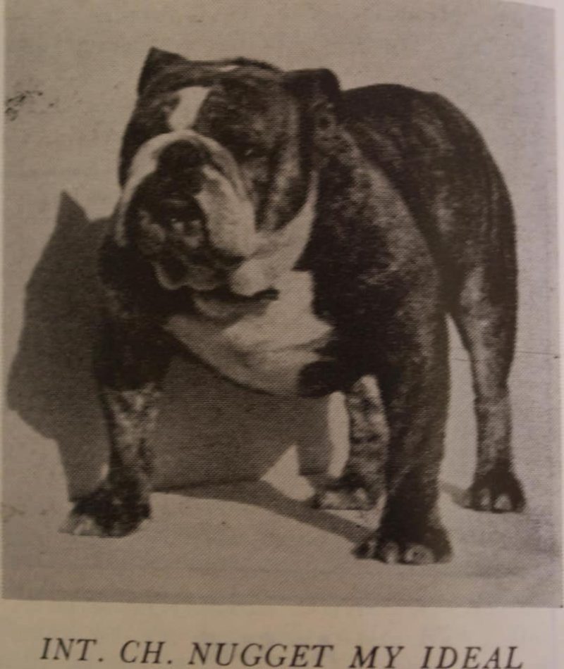 Bulldog History in Images - The Bulldog Club of America