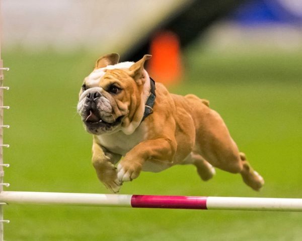 Performance Gallery - The Bulldog Club of America