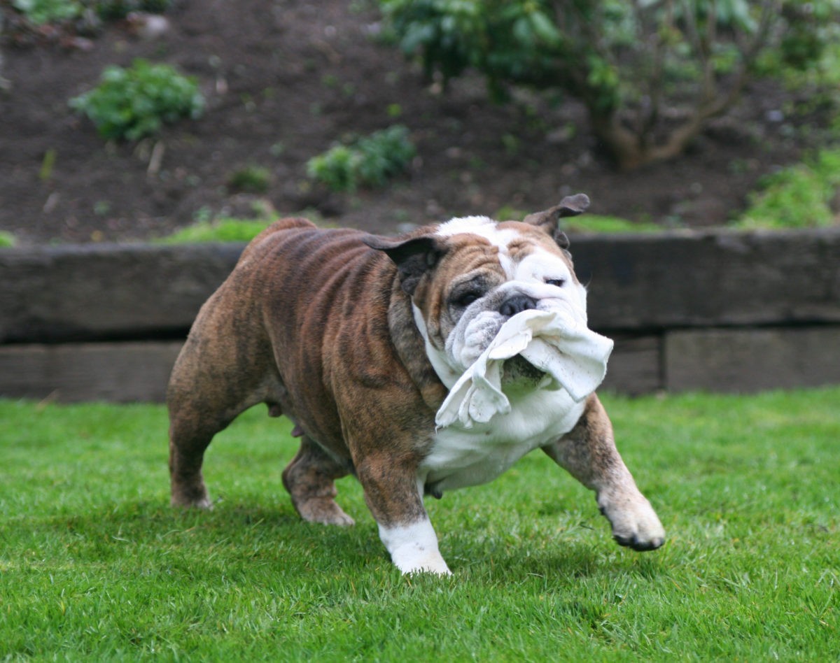Performance Gallery - The Bulldog Club of America
