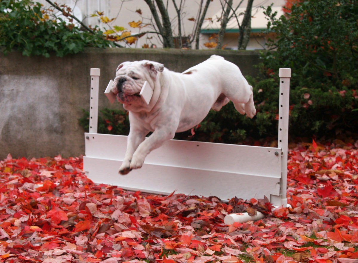 Performance Gallery - The Bulldog Club of America