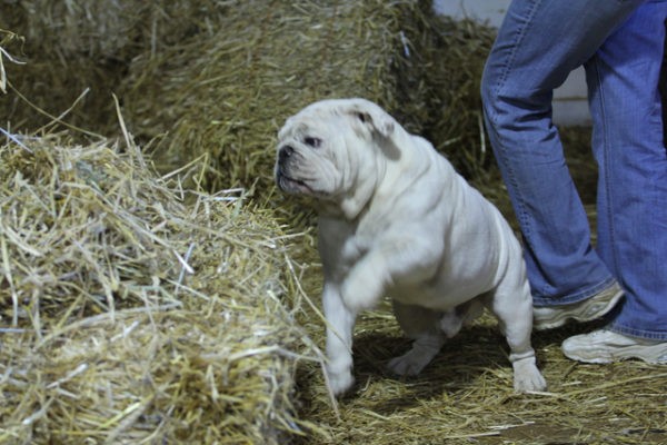 Performance Gallery - The Bulldog Club of America