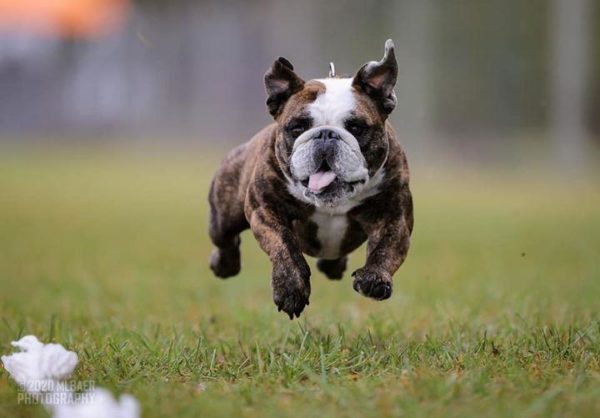 Performance Gallery - The Bulldog Club of America