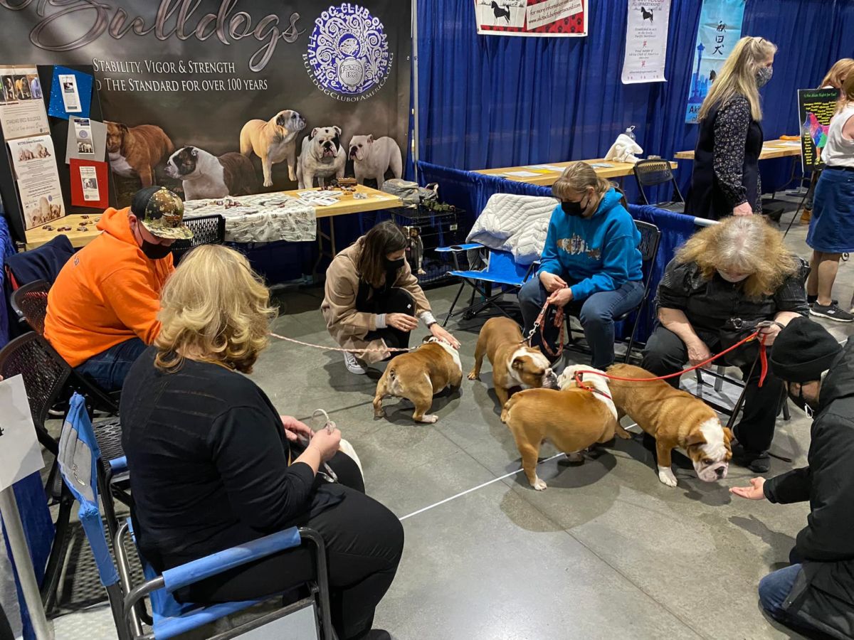 Meet the Breed Gallery - The Bulldog Club of America