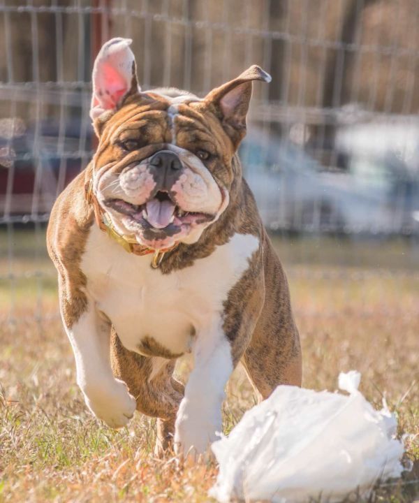 Bulldog Club of America - Home of the Official AKC Bulldog Breed Club ...