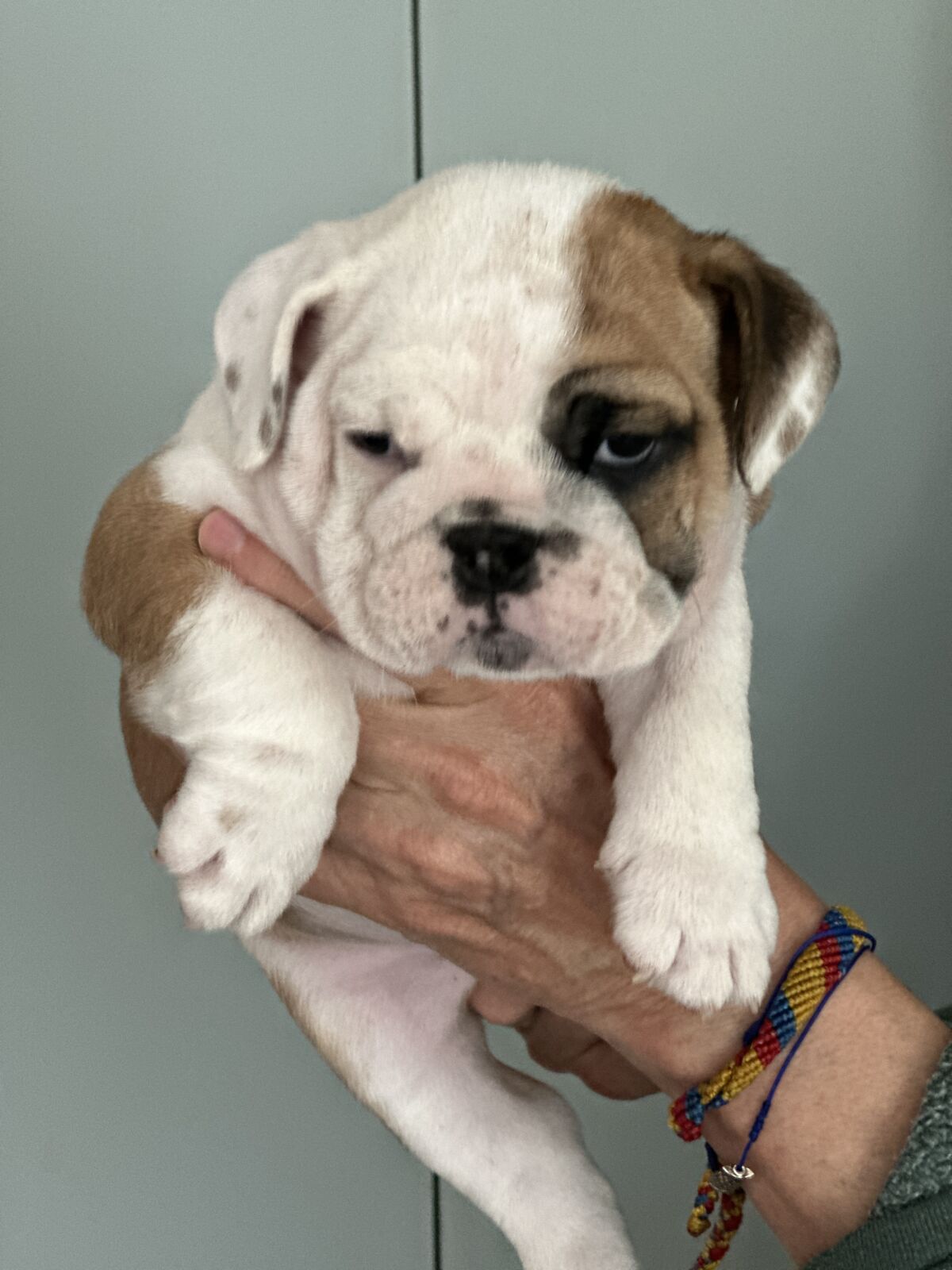 Bulldog Shows - The Bulldog Club of America