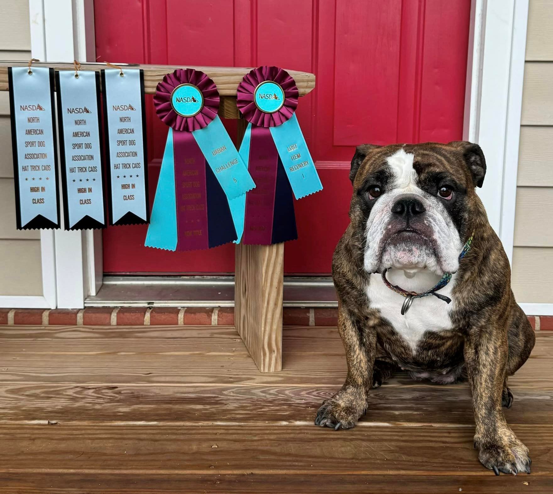 Bulldog Club of America - Home of the Official AKC Bulldog Breed Club ...