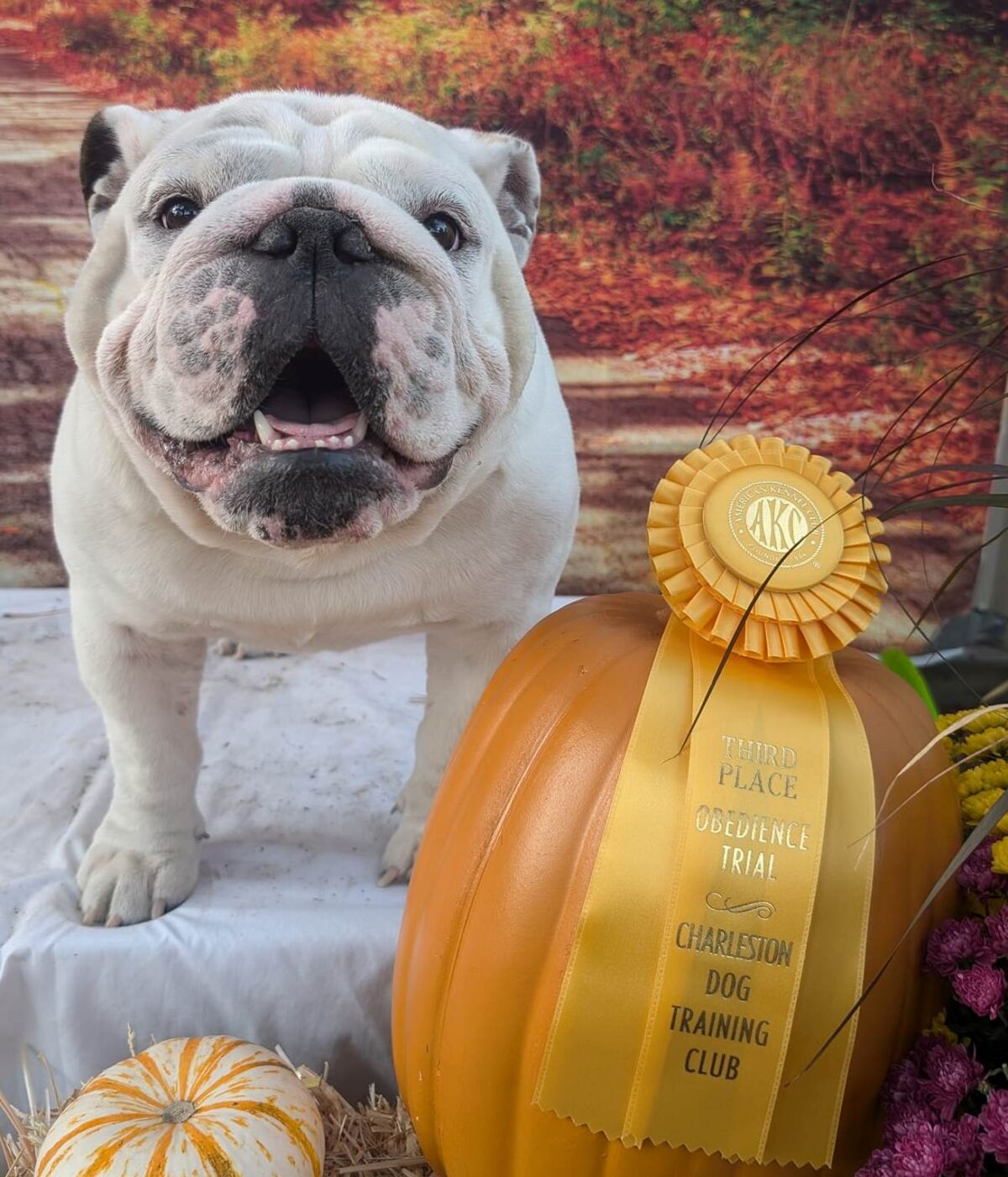 Bulldog Club of America - Home of the Official AKC Bulldog Breed Club ...