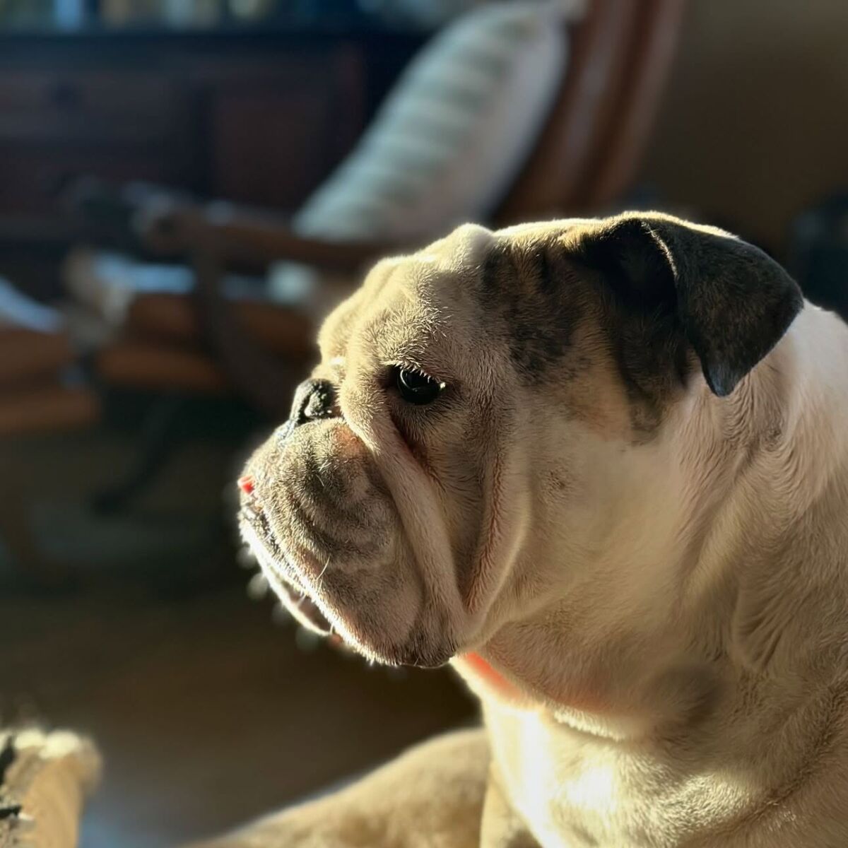 Bulldog Owners - The Bulldog Club of America