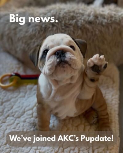 AKC Pupdate News! - The Bulldog Club of America