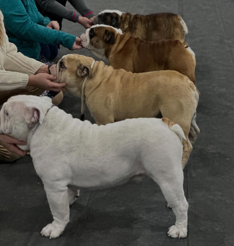 Standard Colors - The Bulldog Club of America
